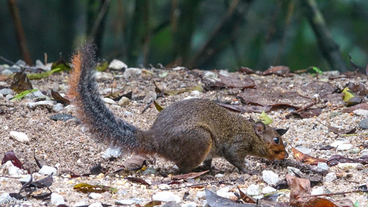 A Short Swing Through Southeast Asia - Asia - Safaritalk