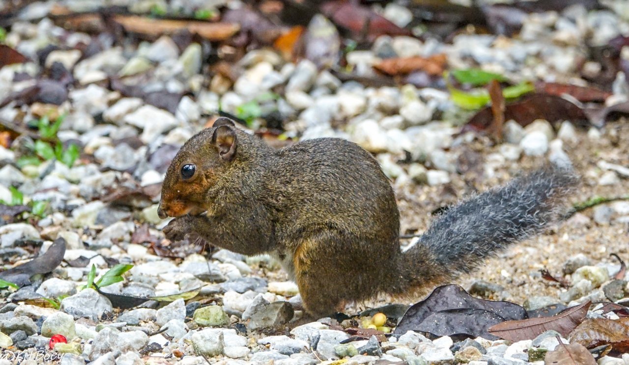 A Short Swing Through Southeast Asia - Asia - Safaritalk