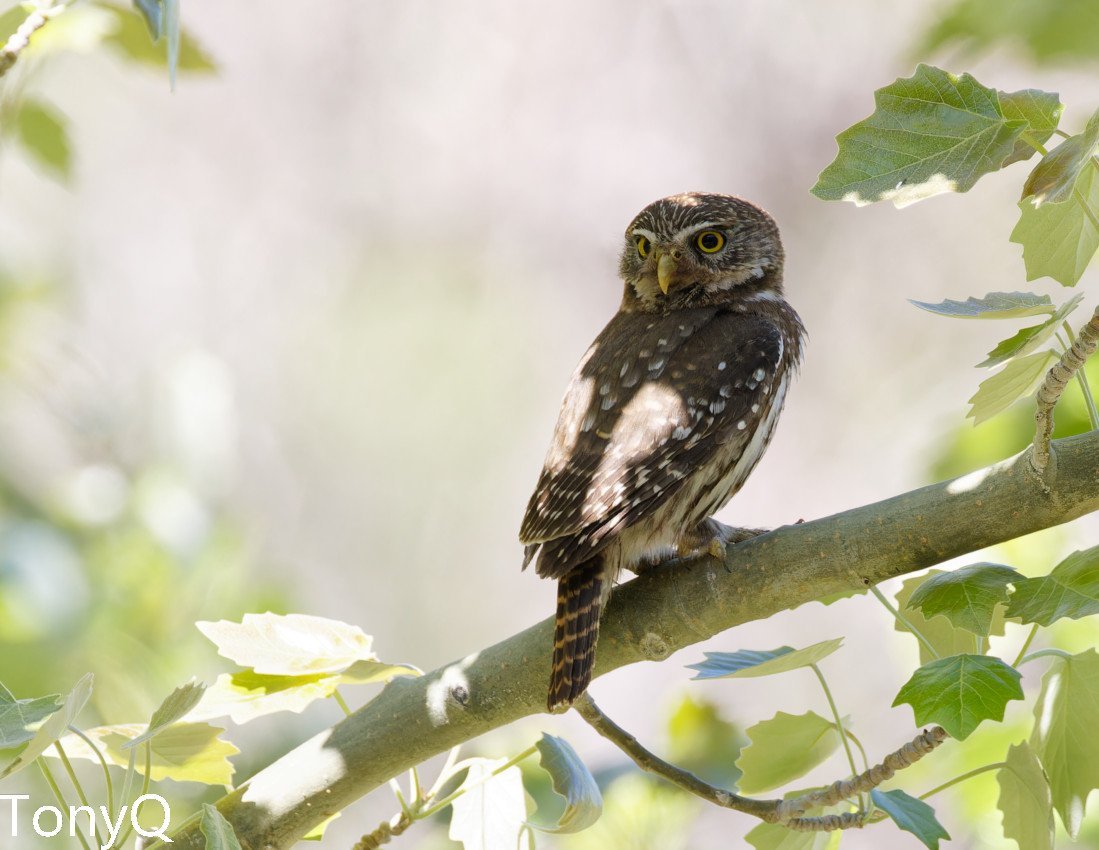 Chile 2023: Puma, Mountains and much more…. - South/Central America inc ...