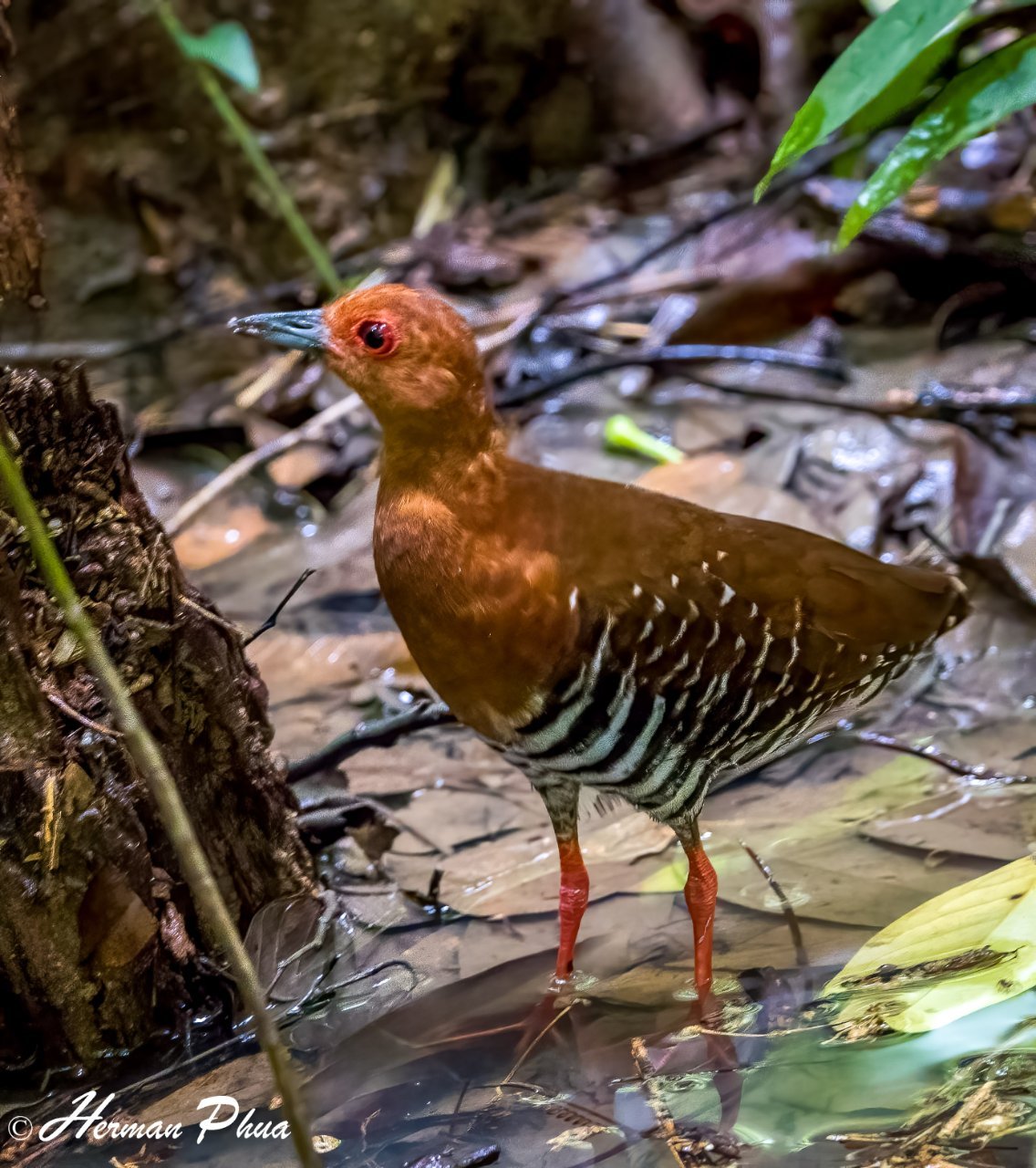 Belated BY - 6th year! Herman&Kit - Page 33 - Big Year 2023 - Safaritalk