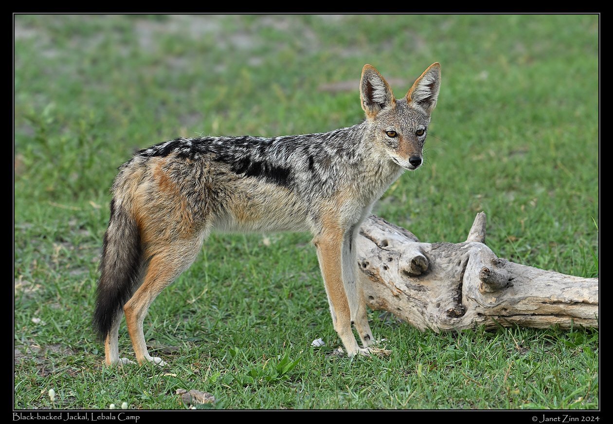 Reigning cats and dogs! Hellish heat, battling bugs, balky boats: A ...
