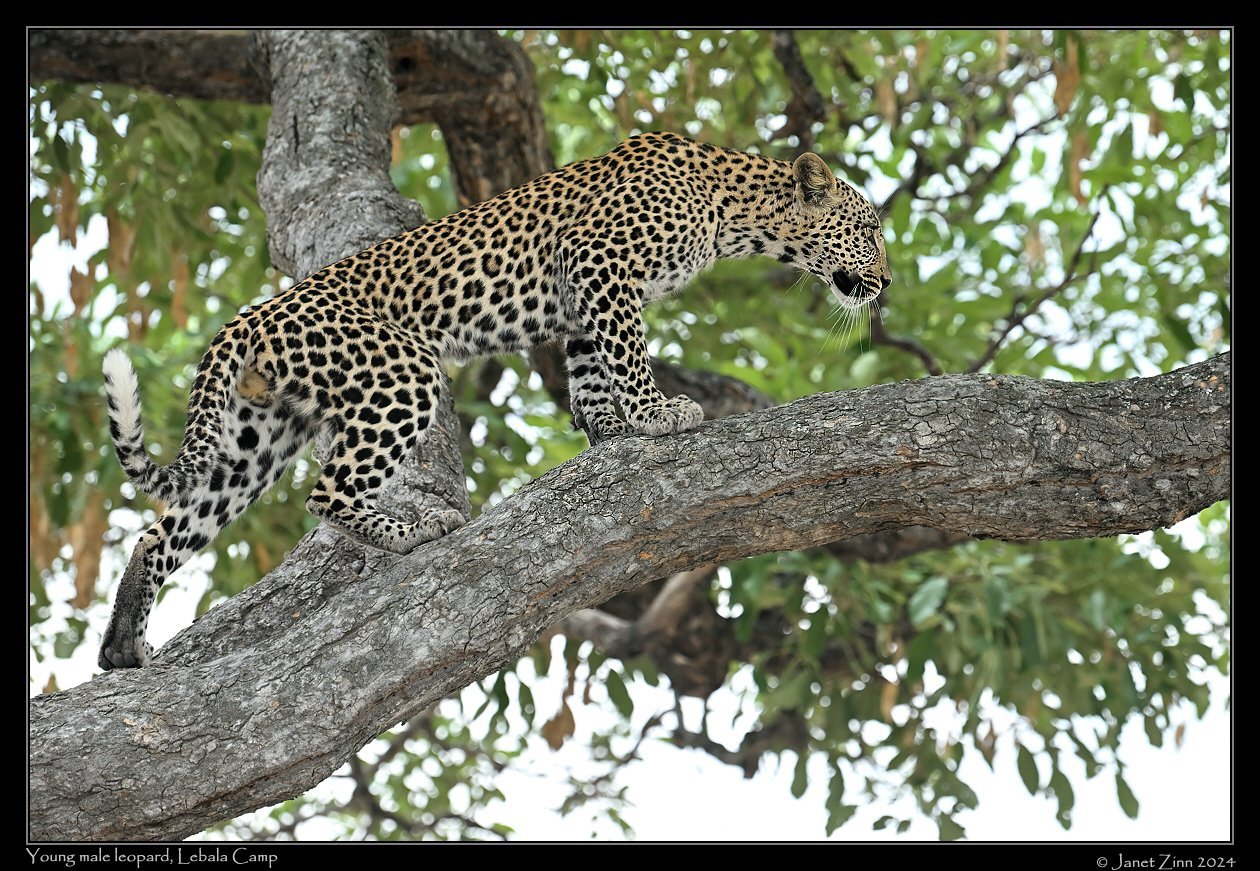 Reigning cats and dogs! Hellish heat, battling bugs, balky boats: A ...