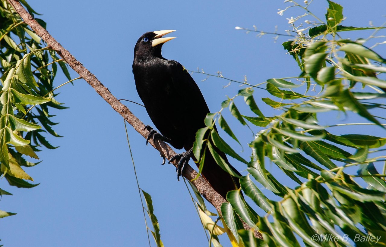 Pantanal birds - Worldwide birds - Safaritalk