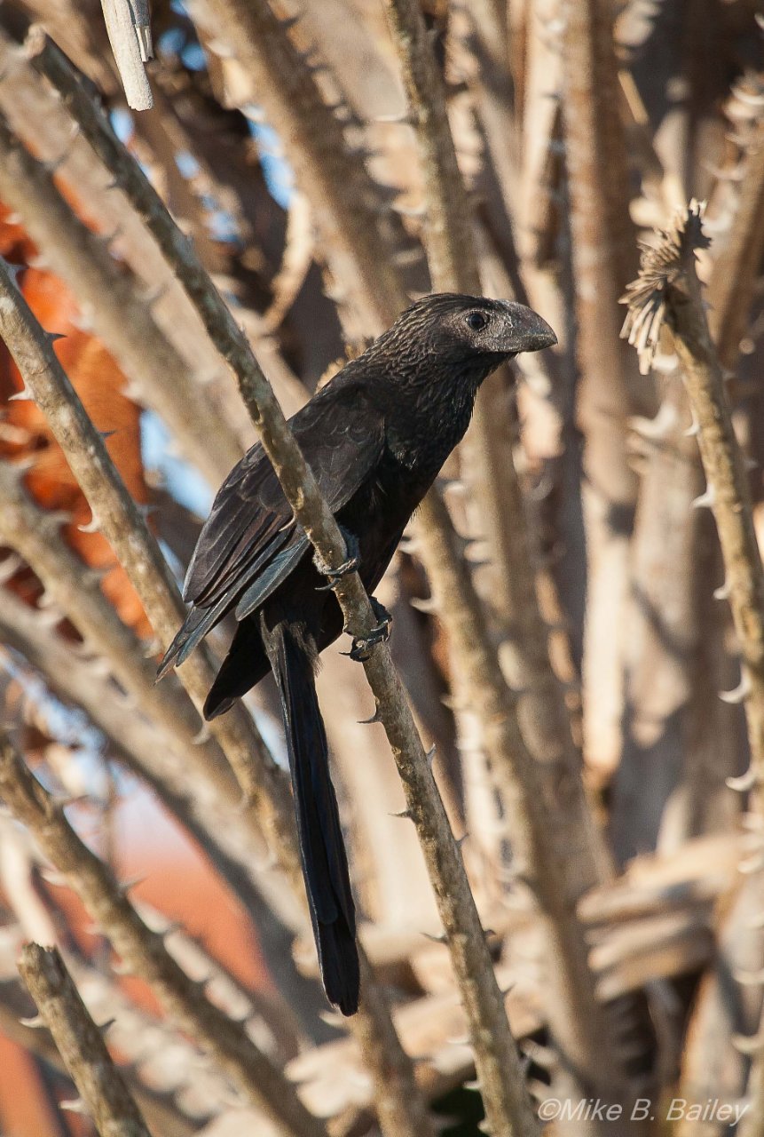 Pantanal birds - Worldwide birds - Safaritalk