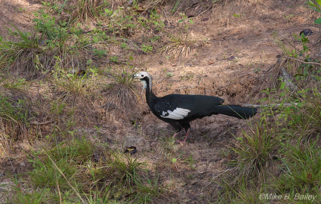 Pantanal birds - Worldwide birds - Safaritalk