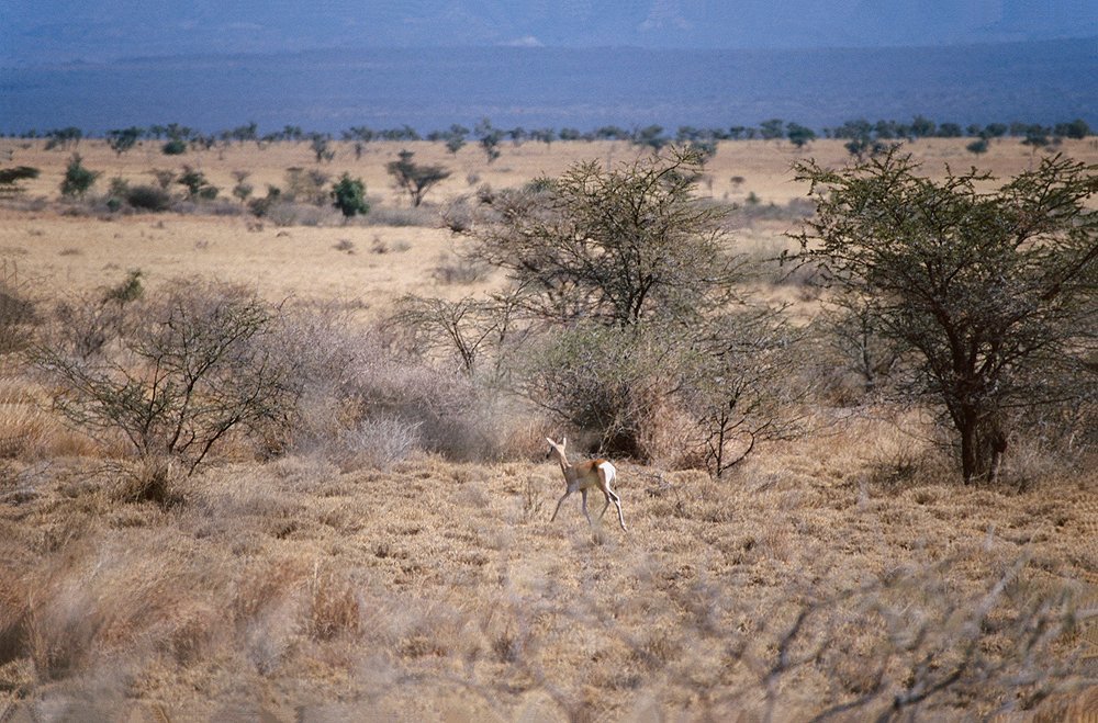 Show us your gazelles... - Your Africa images - Safaritalk