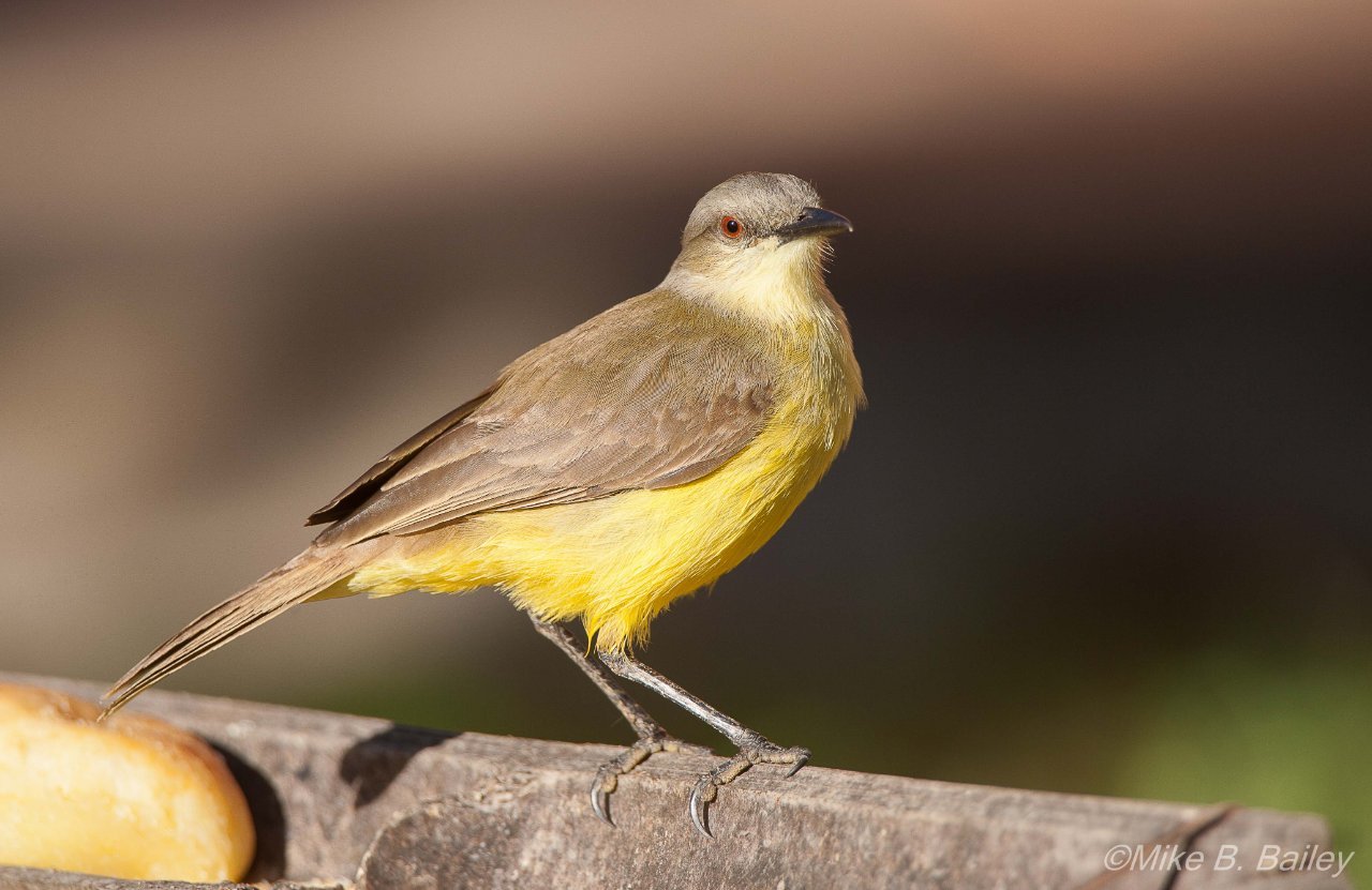 Pantanal birds - Worldwide birds - Safaritalk