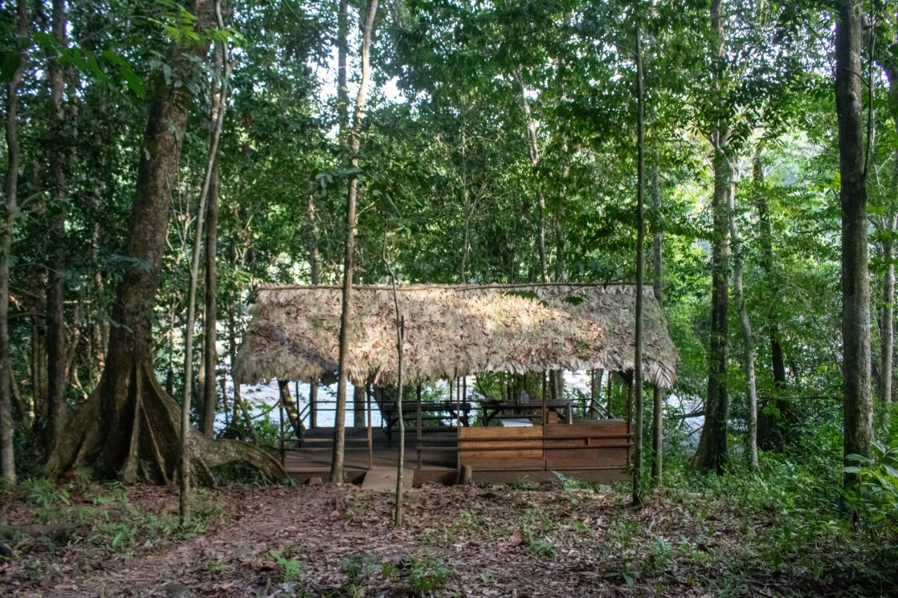 Lovin' Liberia - A Week in Sapo National Park, January 2024 - North ...