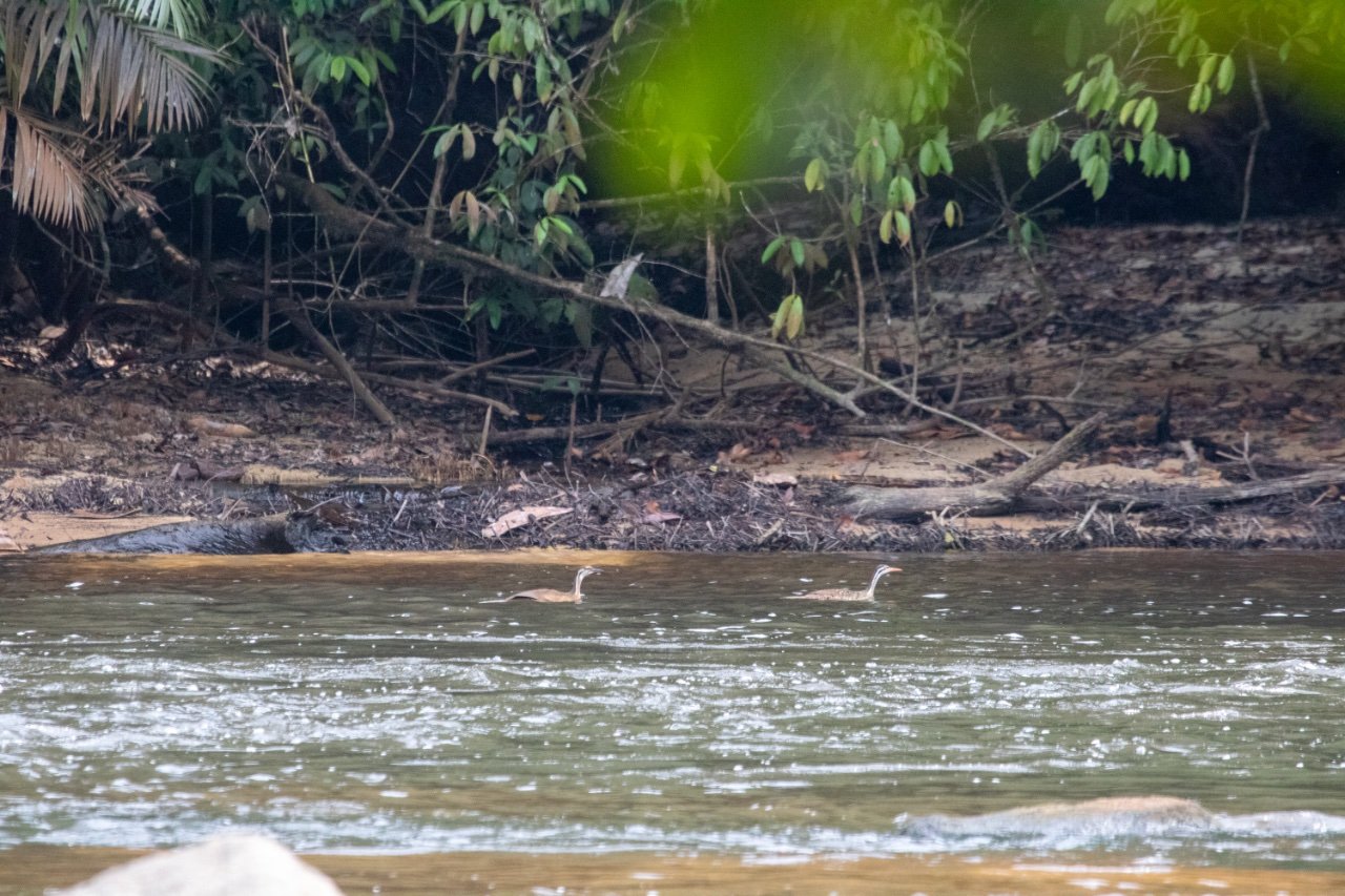 Lovin' Liberia - A Week in Sapo National Park, January 2024 - North ...