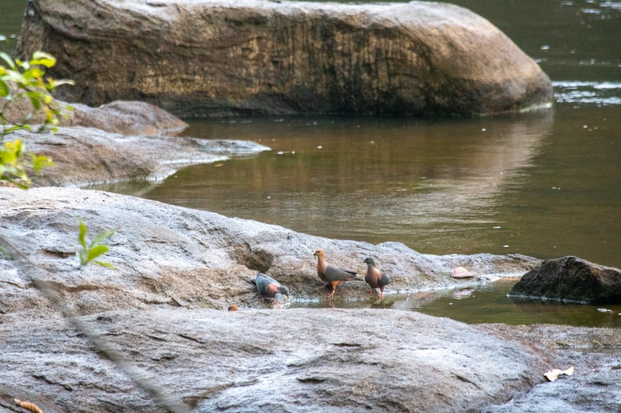 Lovin' Liberia - A Week in Sapo National Park, January 2024 - North ...