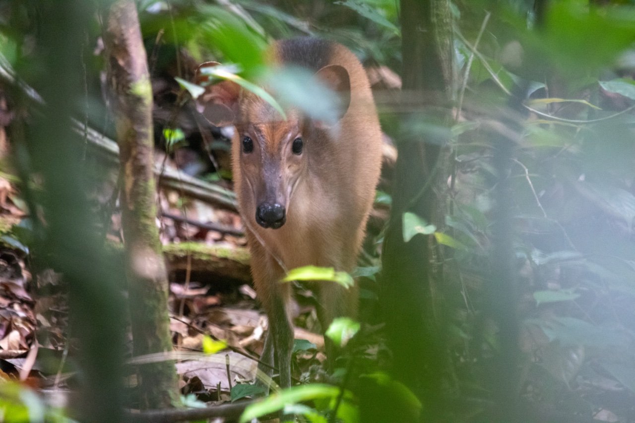 Lovin' Liberia - A Week in Sapo National Park, January 2024 - North ...