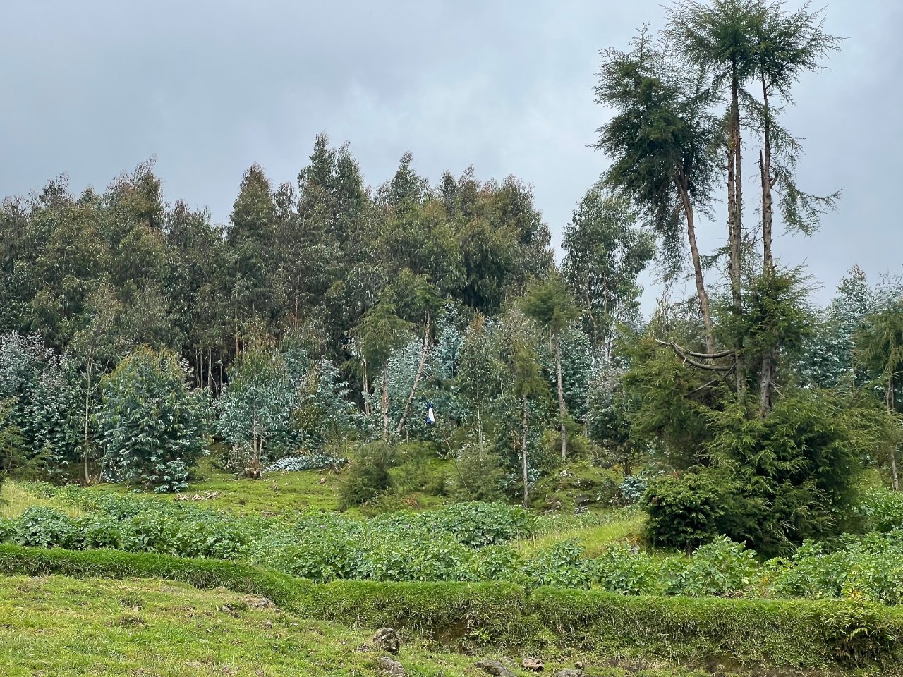 Gorillas in the .......snow? - Rwanda - Safaritalk