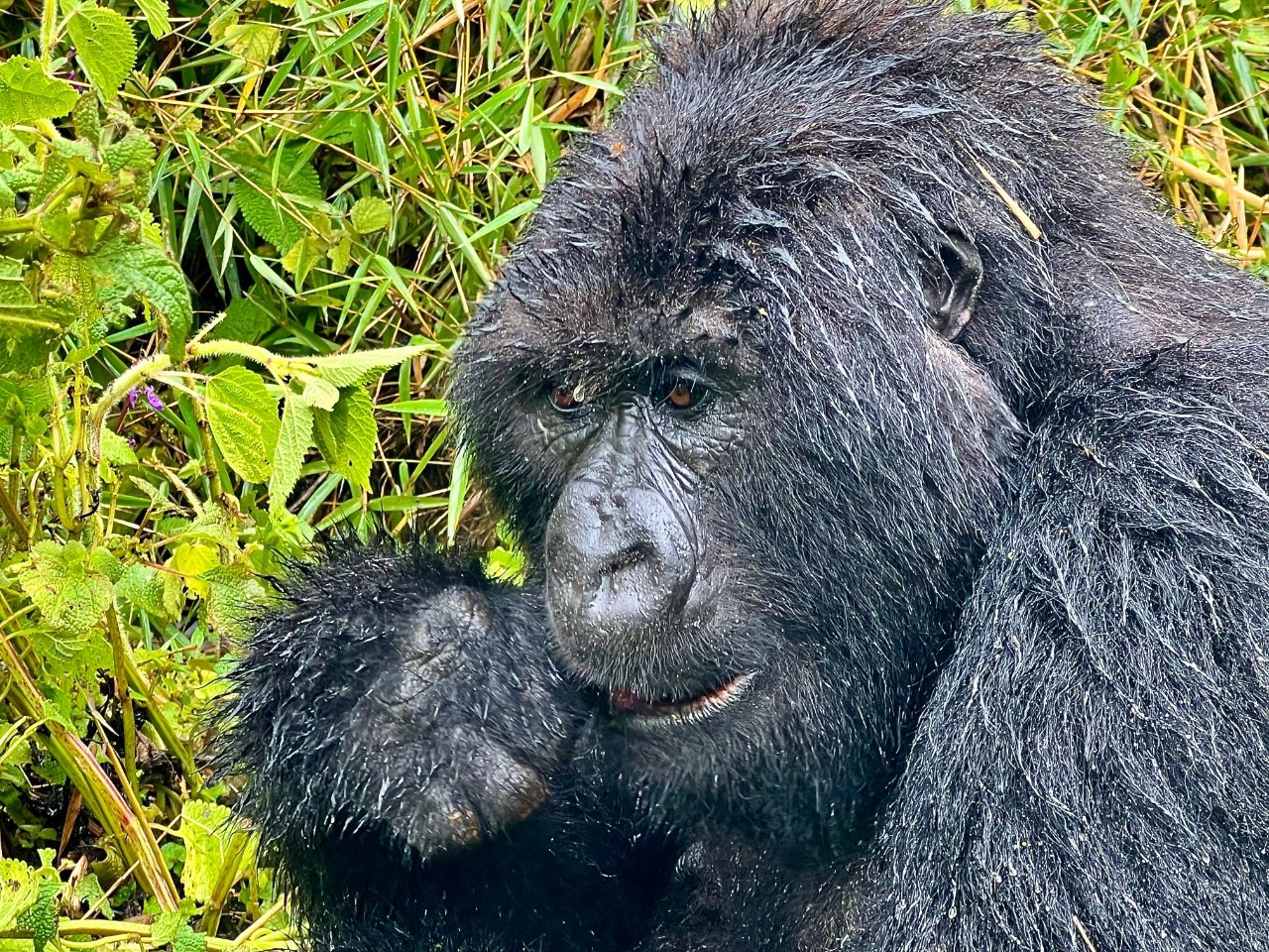 Gorillas in the .......snow? - Rwanda - Safaritalk
