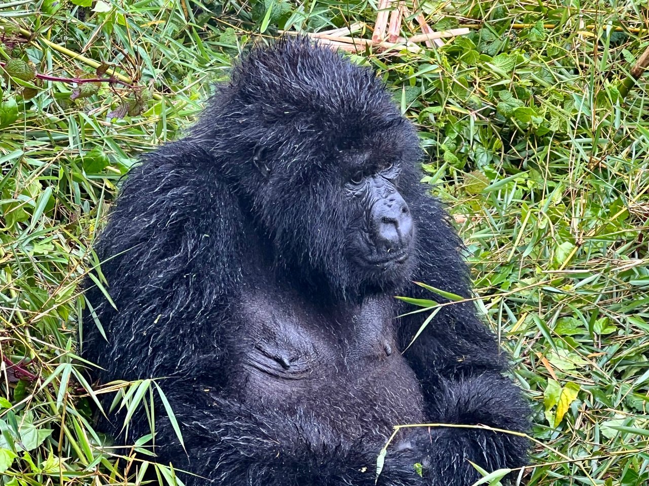 Gorillas in the .......snow? - Rwanda - Safaritalk