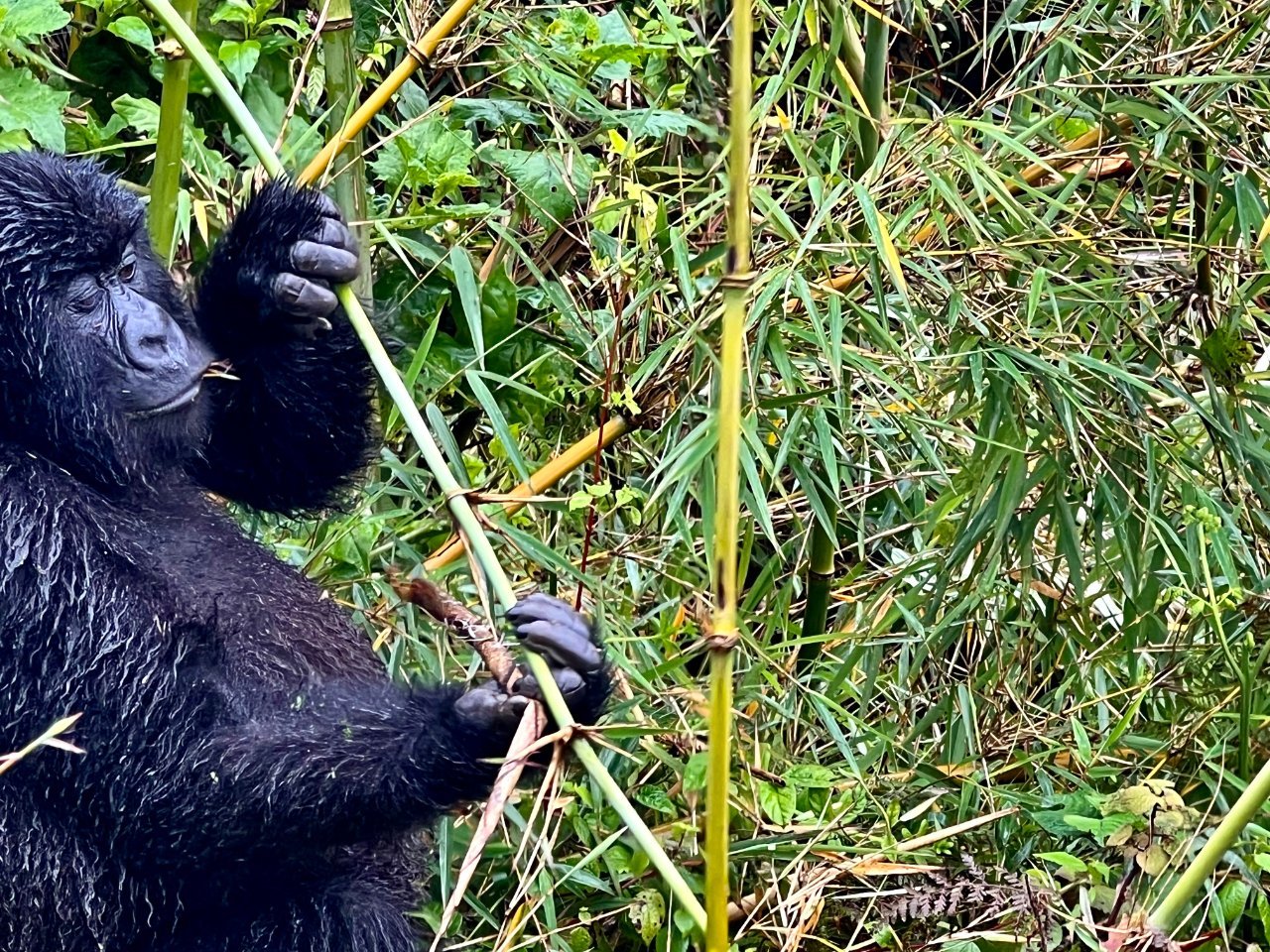 Gorillas in the .......snow? - Rwanda - Safaritalk