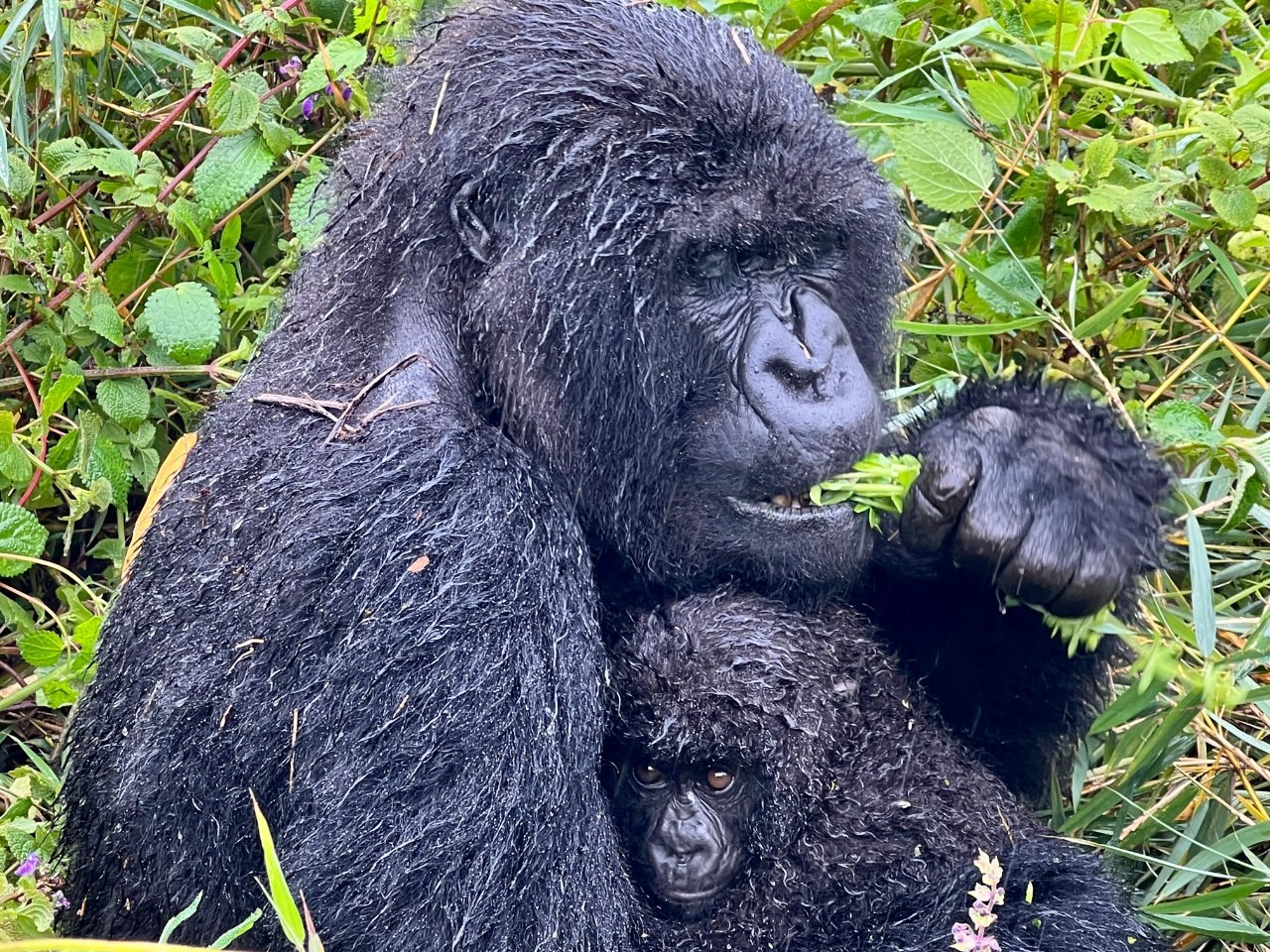 Gorillas in the .......snow? - Rwanda - Safaritalk