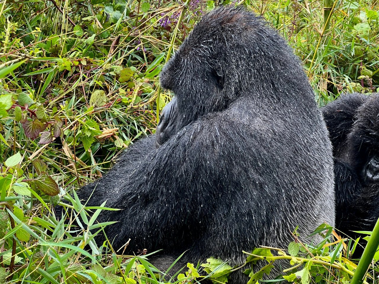 Gorillas in the .......snow? - Rwanda - Safaritalk