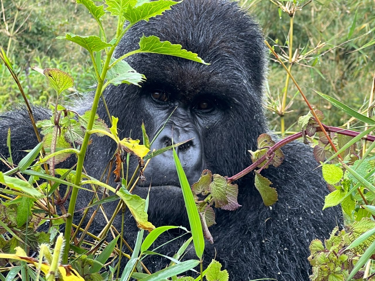 Gorillas in the .......snow? - Rwanda - Safaritalk