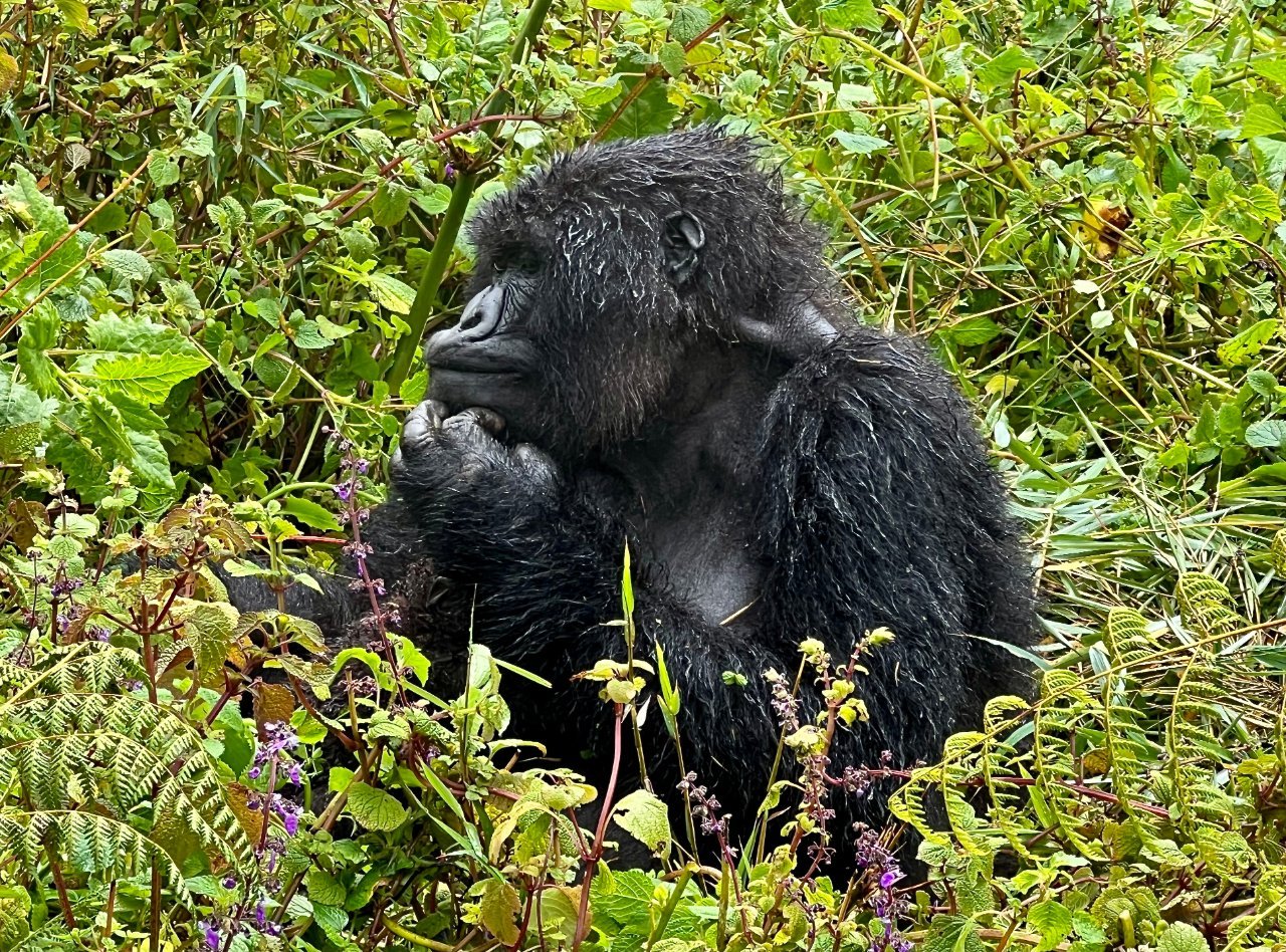 Gorillas in the .......snow? - Rwanda - Safaritalk