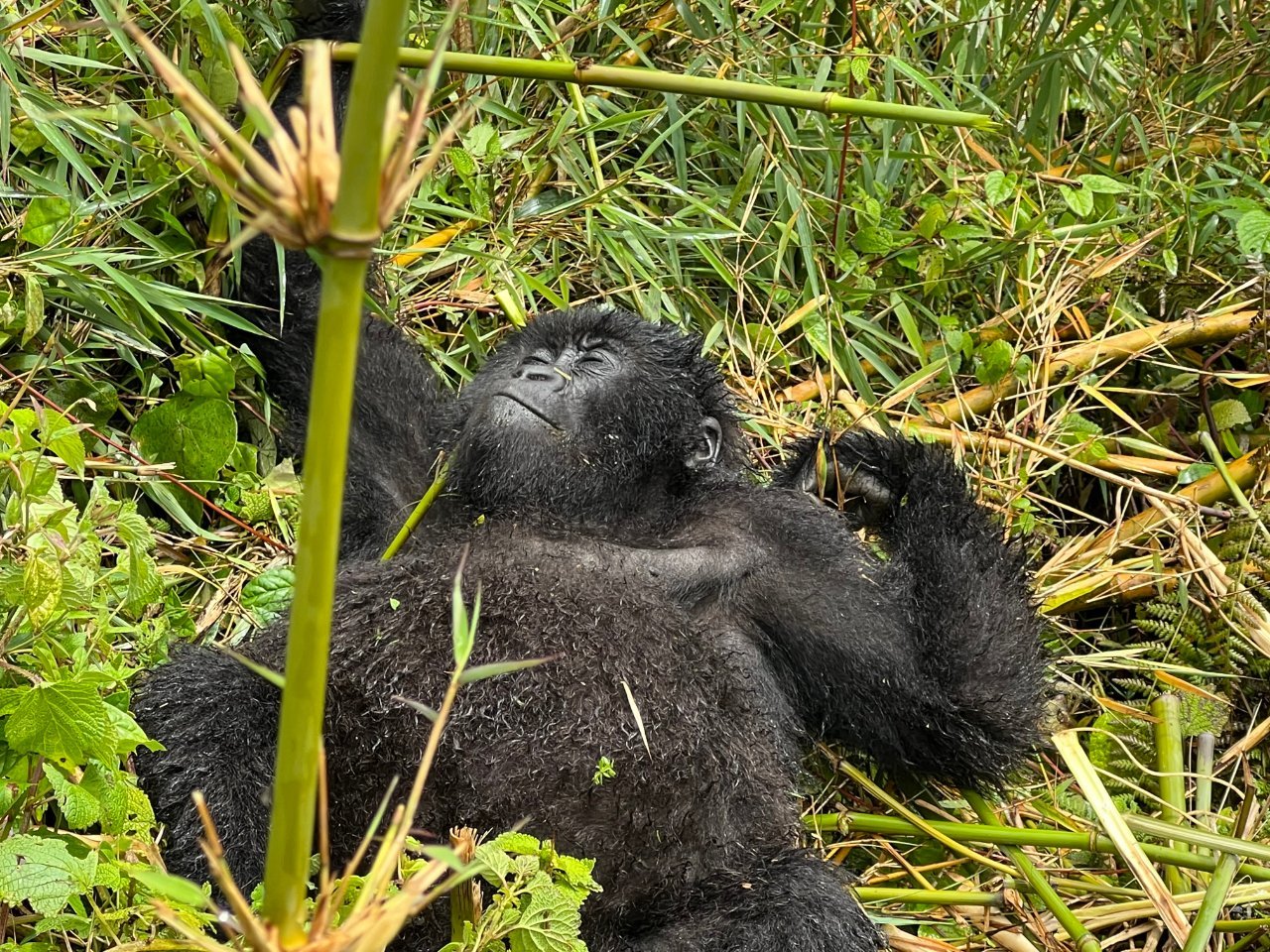 Gorillas in the .......snow? - Rwanda - Safaritalk