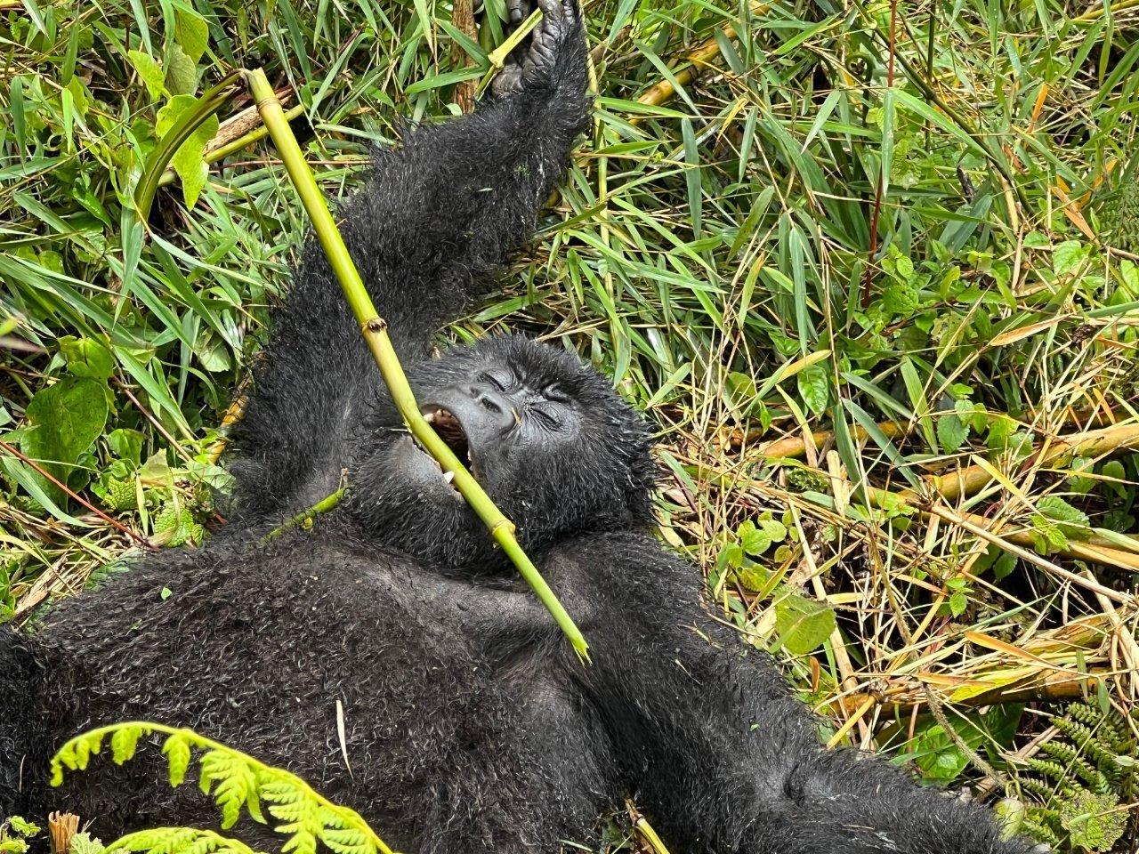 Gorillas in the .......snow? - Rwanda - Safaritalk