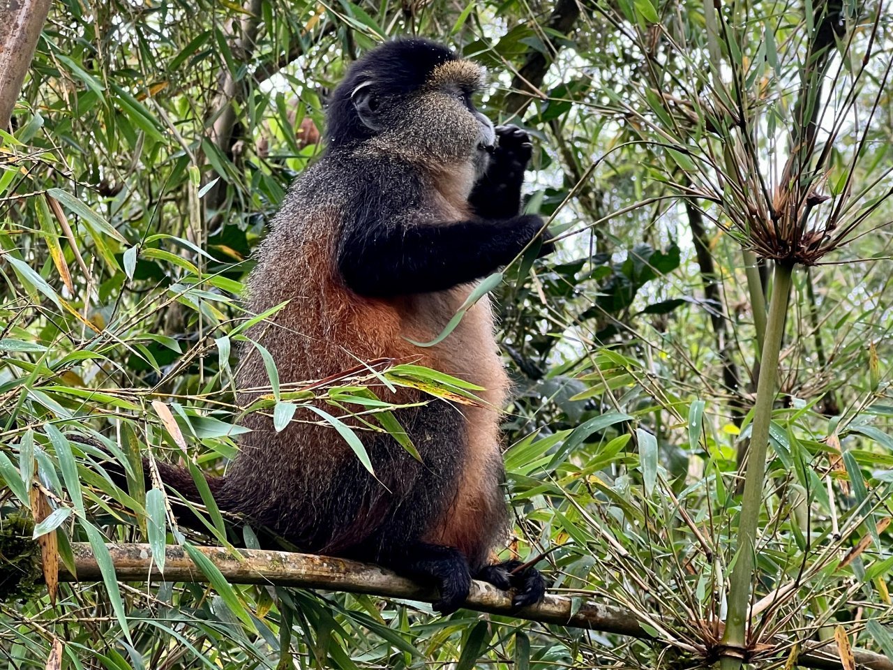 Gorillas in the .......snow? - Rwanda - Safaritalk