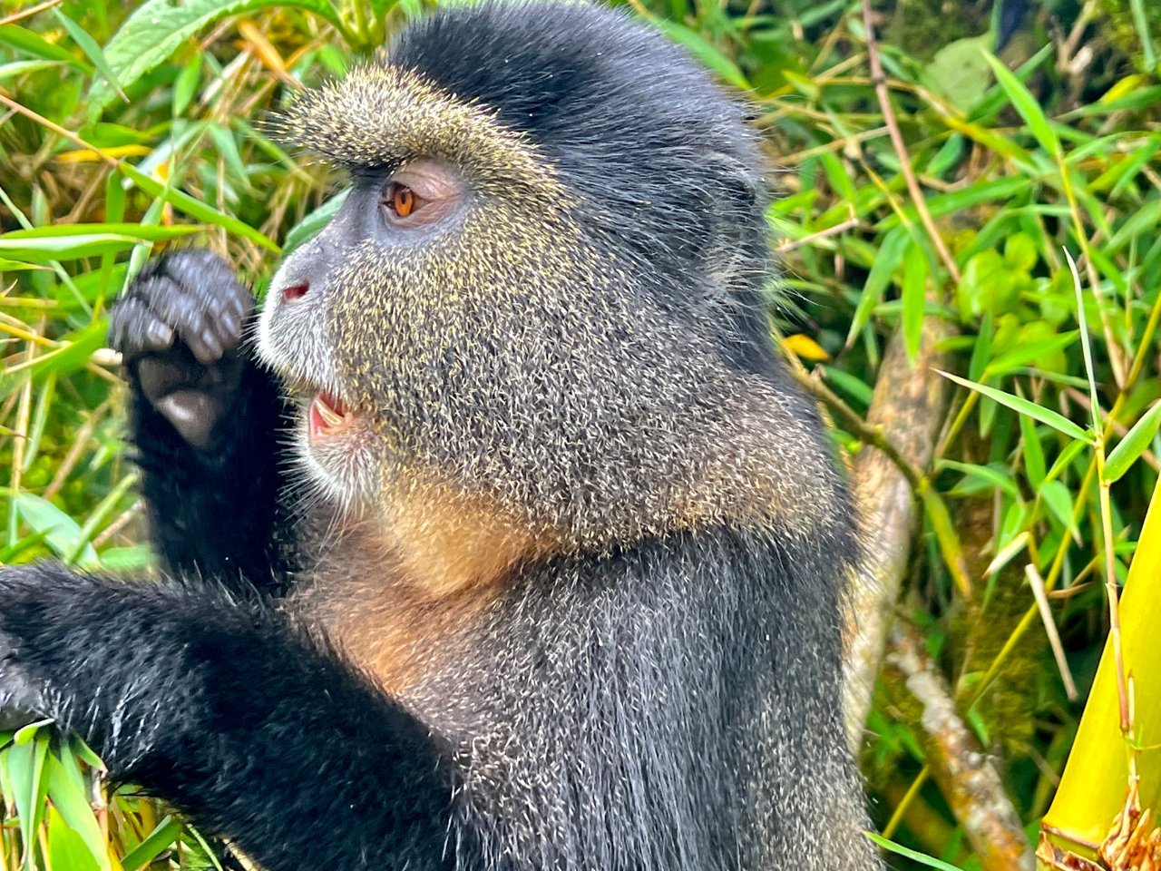 Gorillas in the .......snow? - Rwanda - Safaritalk