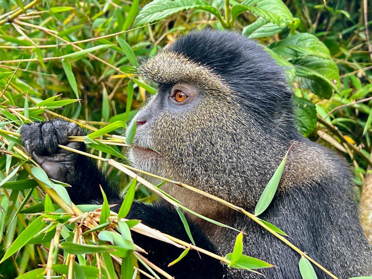 Gorillas in the .......snow? - Rwanda - Safaritalk