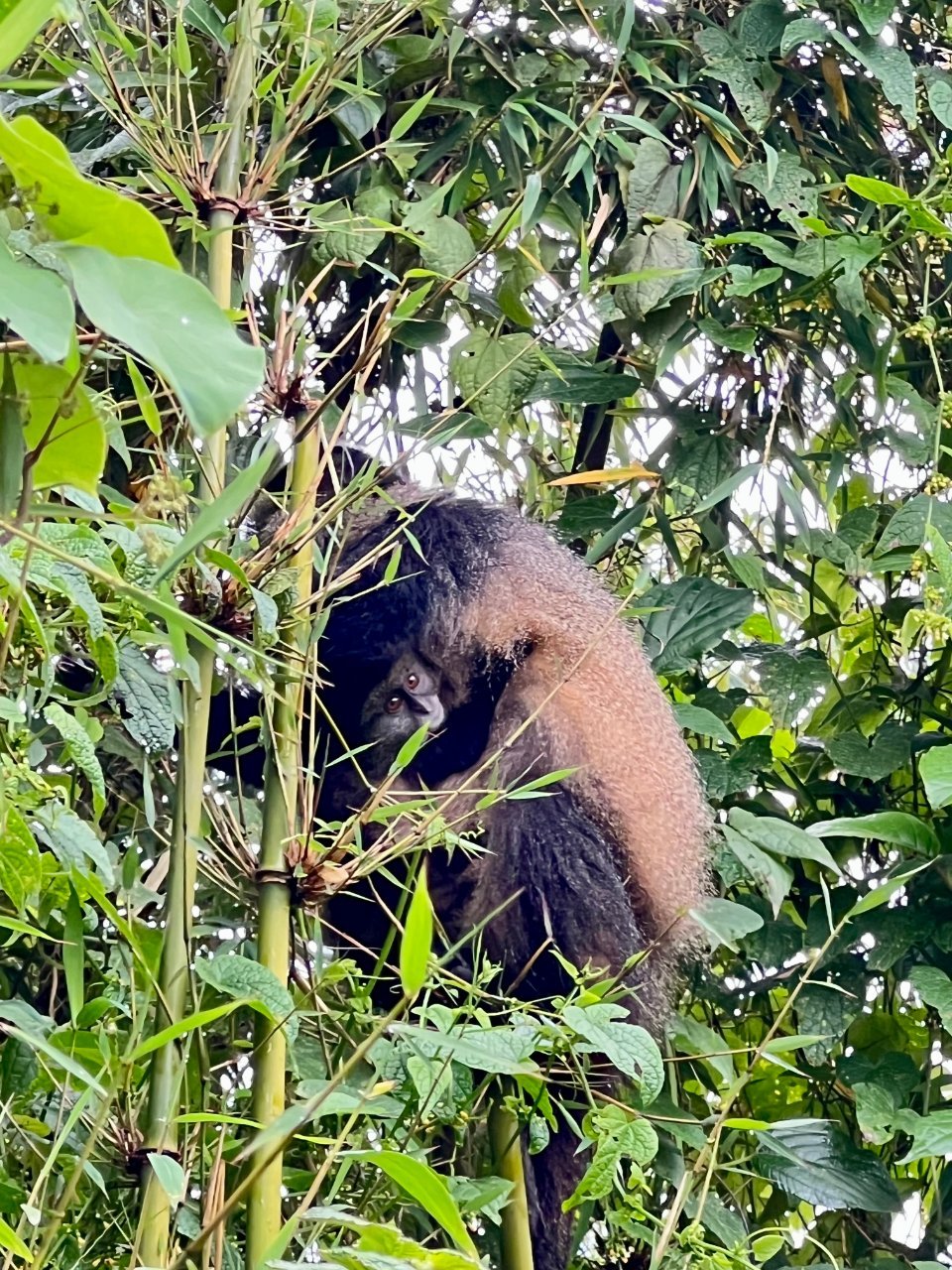 Gorillas in the .......snow? - Rwanda - Safaritalk