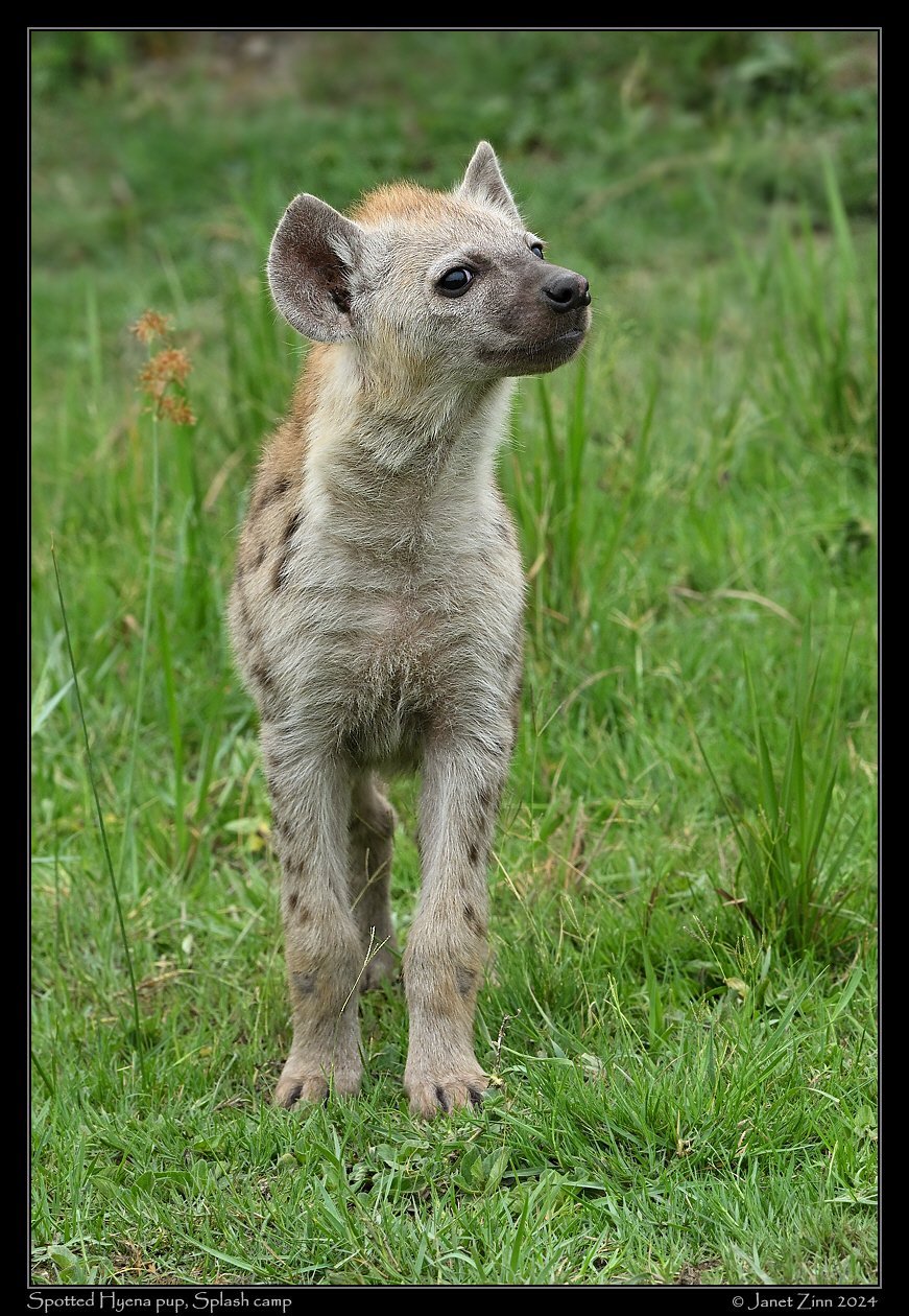 Reigning cats and dogs! Hellish heat, battling bugs, balky boats: A ...