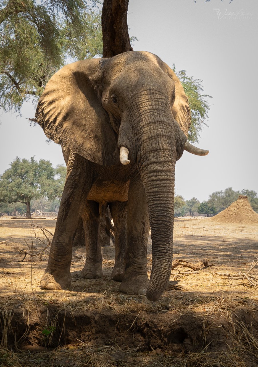 Breathtaking Moments in Mana Pools, Zimbabwe During Our Self-Drive ...