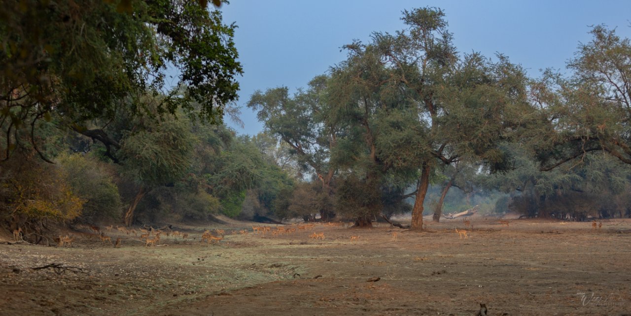 Breathtaking Moments in Mana Pools, Zimbabwe During Our Self-Drive ...