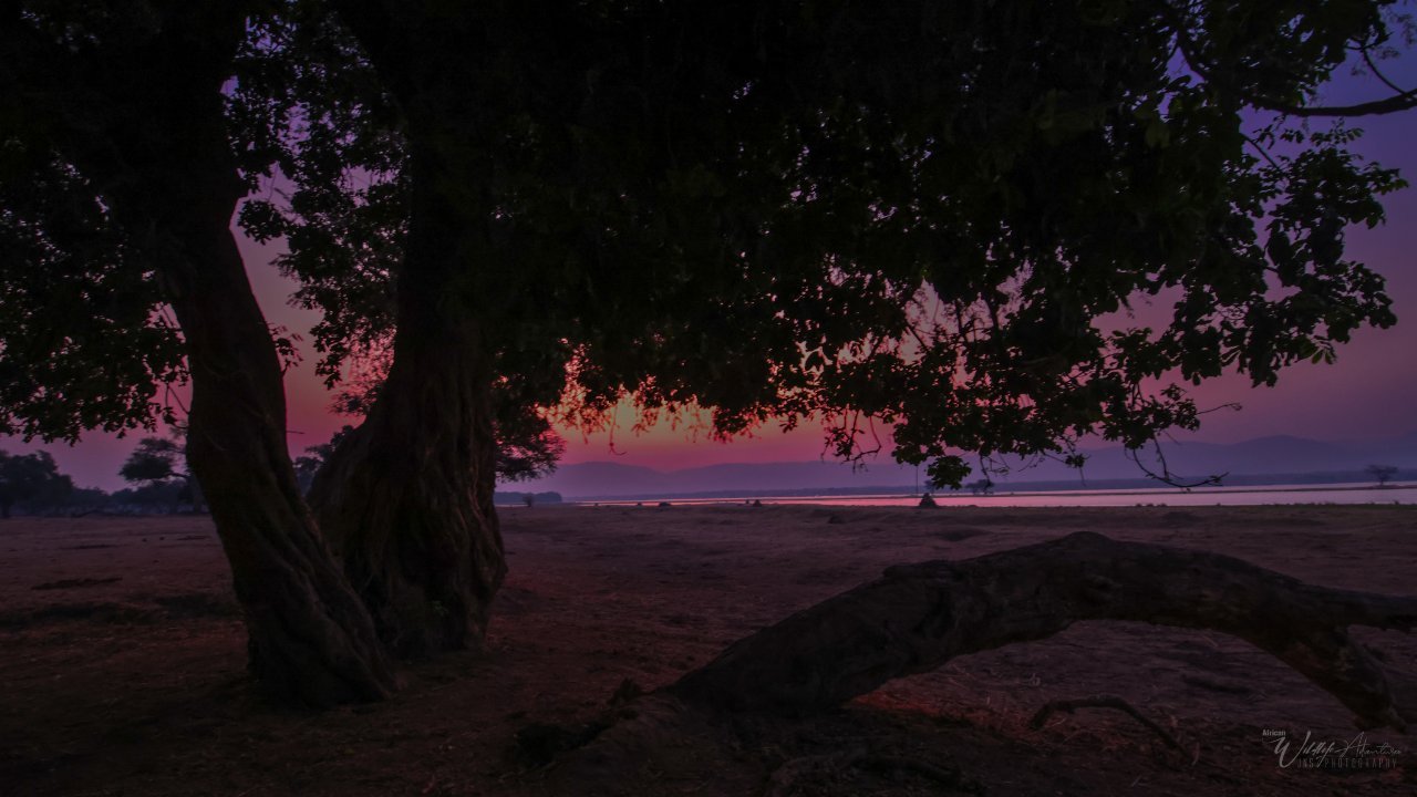 Breathtaking Moments in Mana Pools, Zimbabwe During Our Self-Drive ...