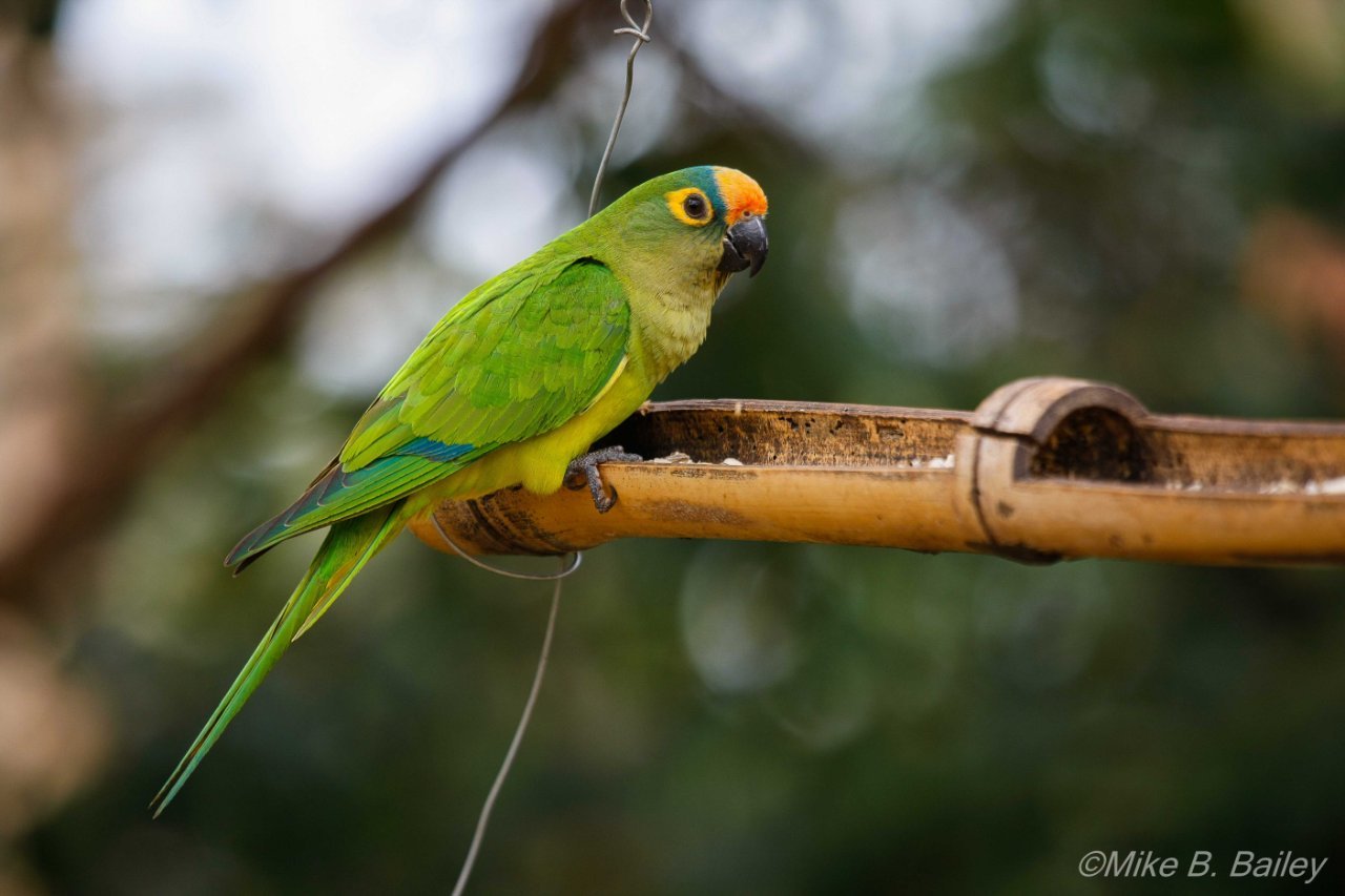 Pantanal birds - Page 2 - Worldwide birds - Safaritalk