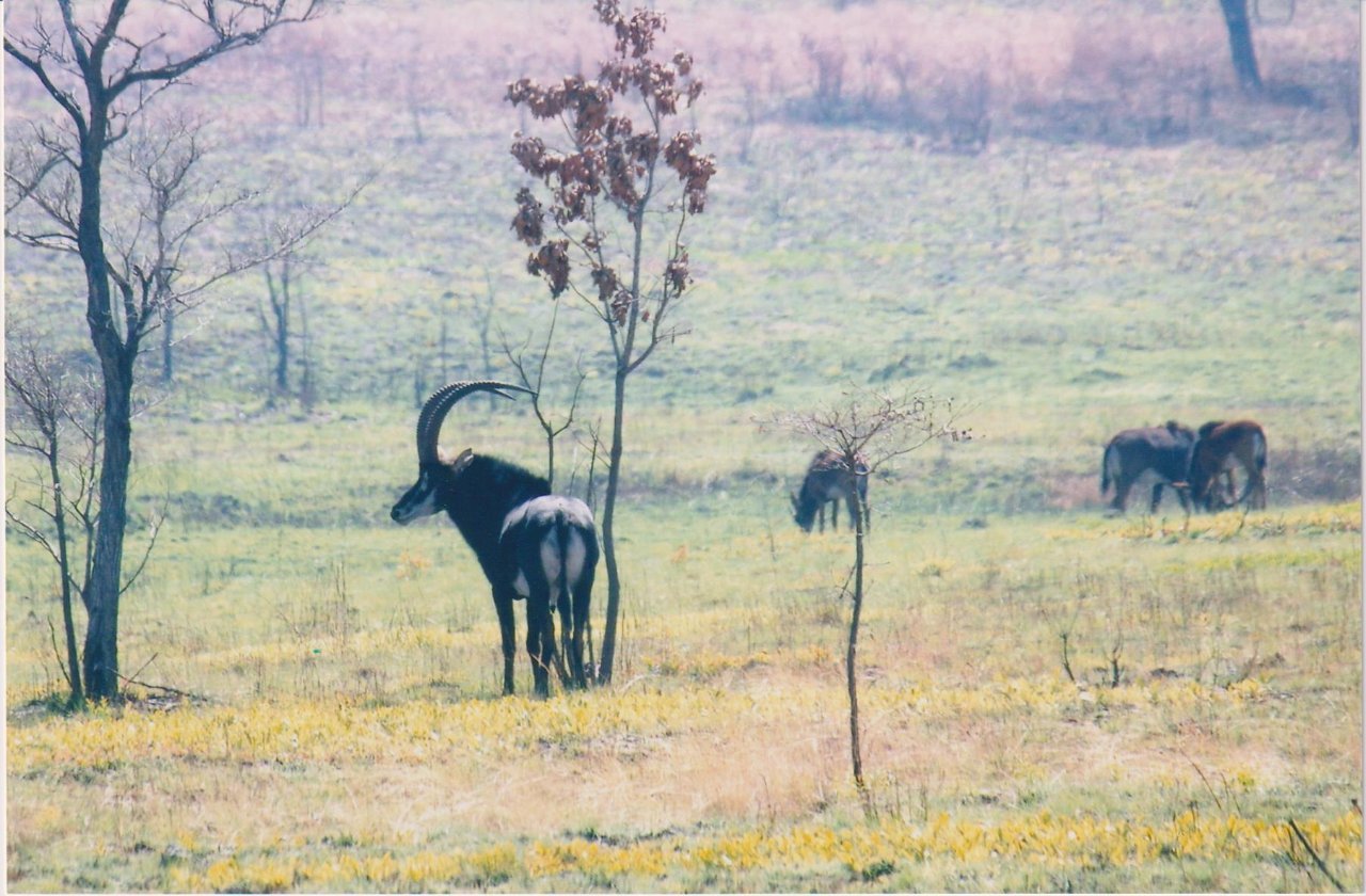 Show us your sable. - Page 4 - Your Africa images - Safaritalk