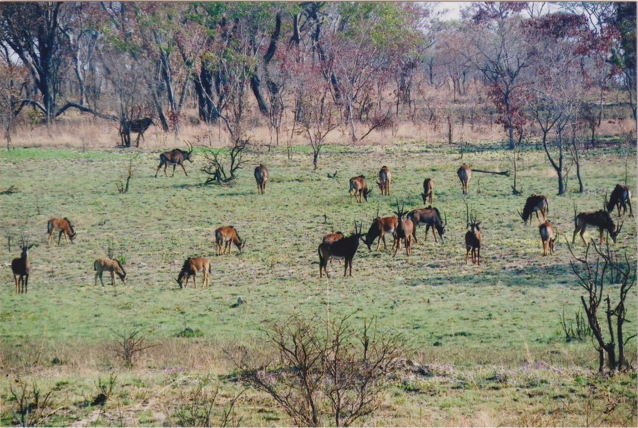Show us your sable. - Your Africa images - Safaritalk