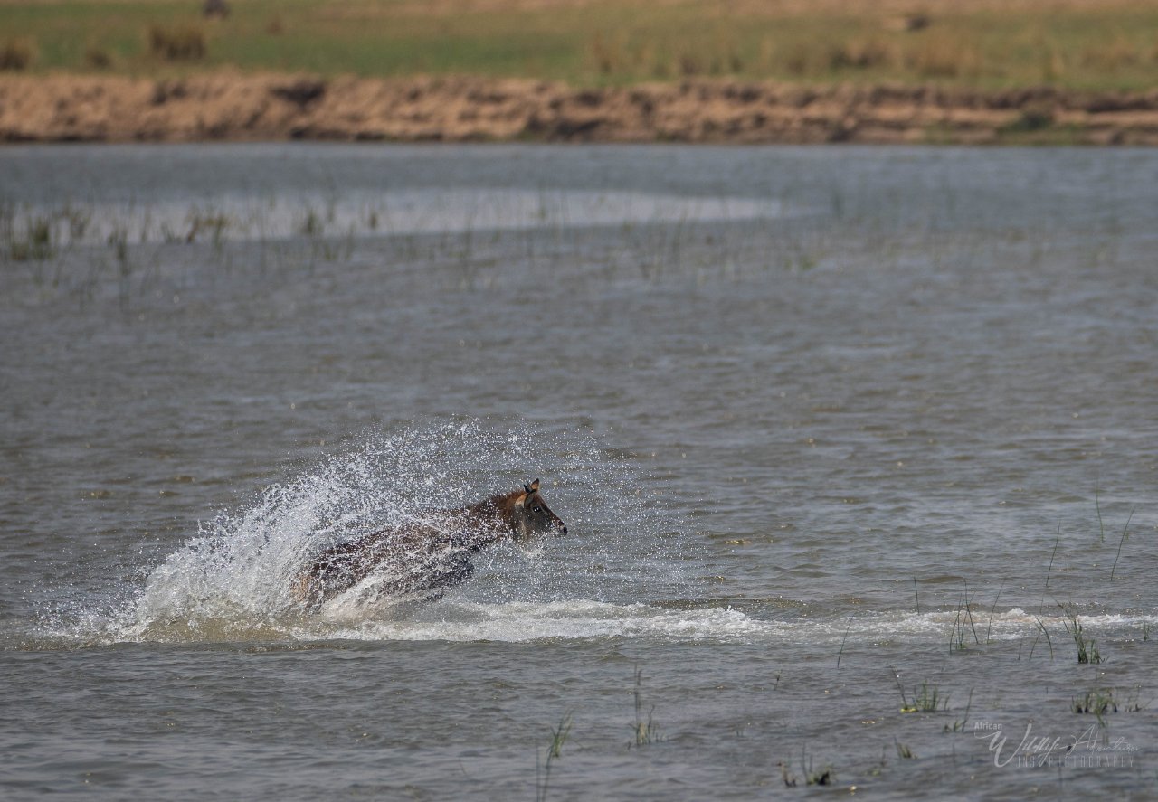 Breathtaking Moments in Mana Pools, Zimbabwe During Our Self-Drive ...