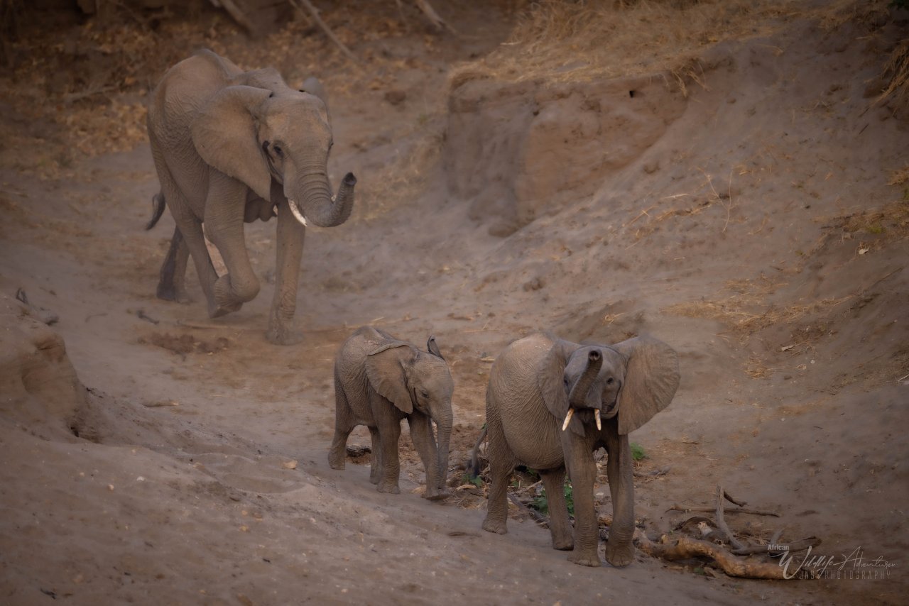 Breathtaking Moments in Mana Pools, Zimbabwe During Our Self-Drive ...