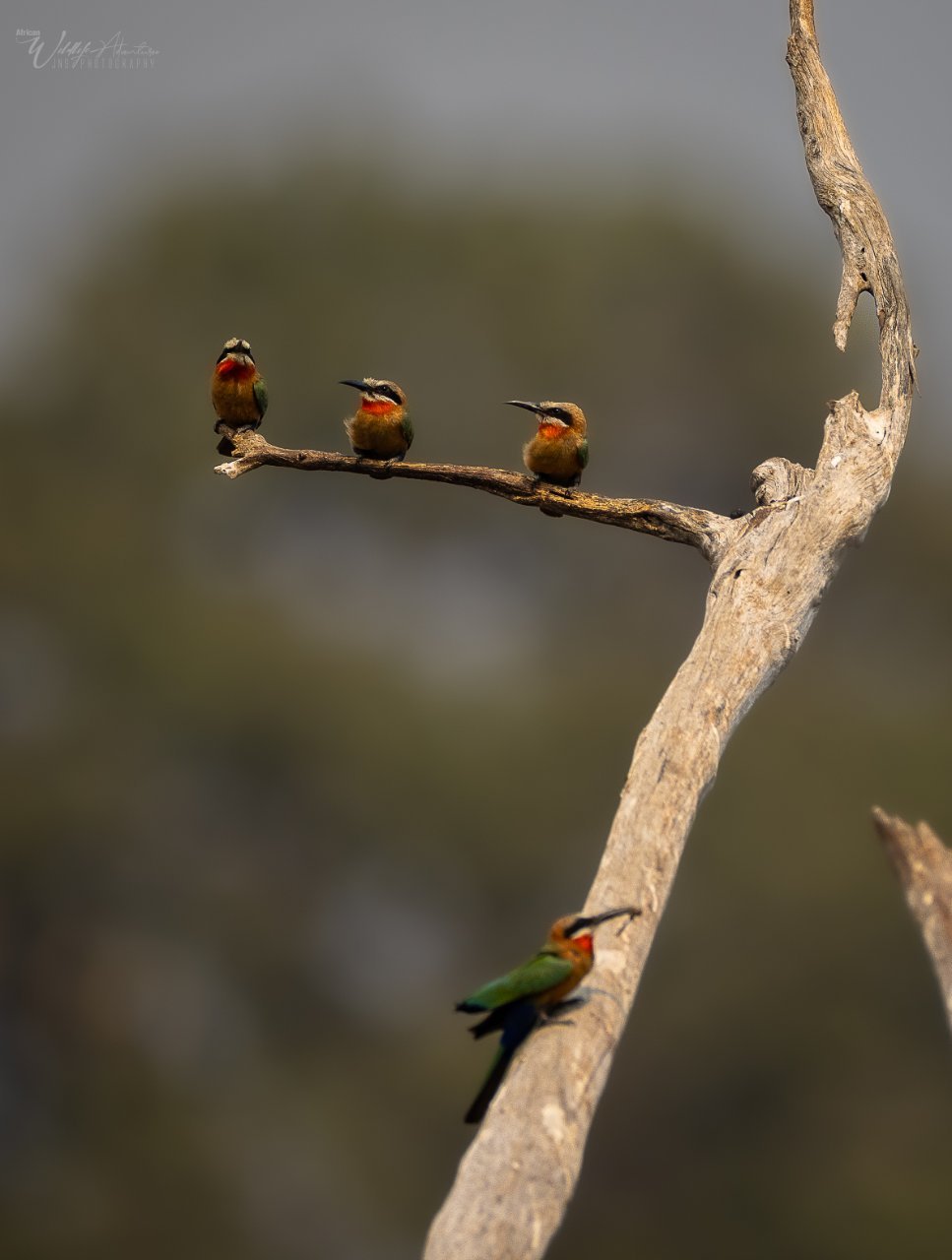 Breathtaking Moments in Mana Pools, Zimbabwe During Our Self-Drive ...