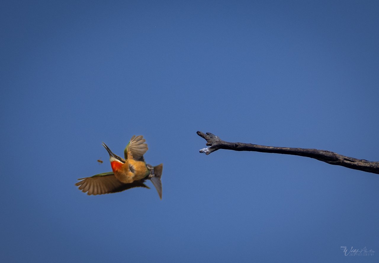 Breathtaking Moments in Mana Pools, Zimbabwe During Our Self-Drive ...