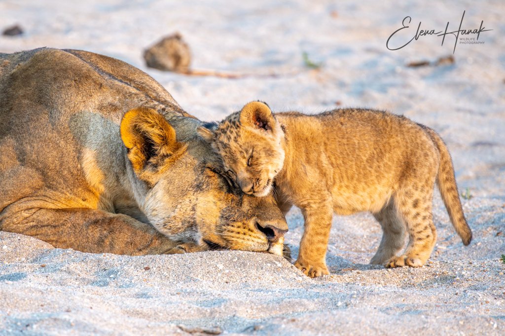 Kavinga vs. Chitake. Mana Pools in action! - Zimbabwe - Safaritalk