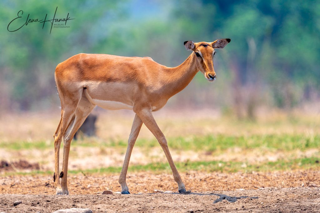Kavinga vs. Chitake. Mana Pools in action! - Zimbabwe - Safaritalk