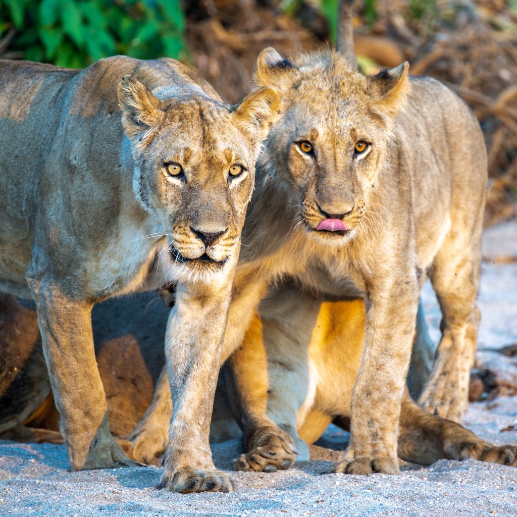 Kavinga vs. Chitake. Mana Pools in action! - Zimbabwe - Safaritalk