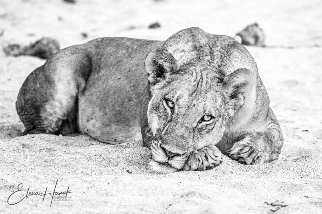 Kavinga vs. Chitake. Mana Pools in action! - Zimbabwe - Safaritalk