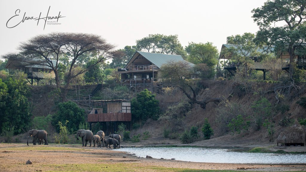 Kavinga vs. Chitake. Mana Pools in action! - Zimbabwe - Safaritalk