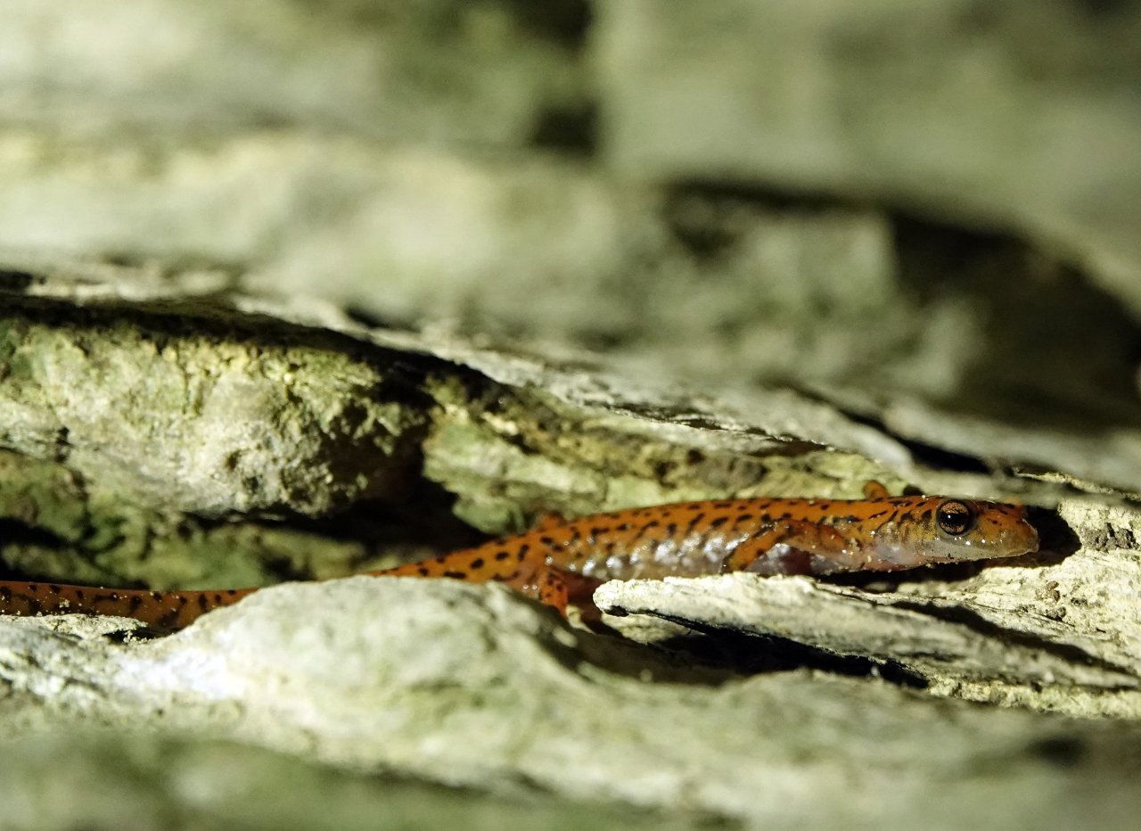 Snake Road in Shawnee National Forest in Early October - North America ...