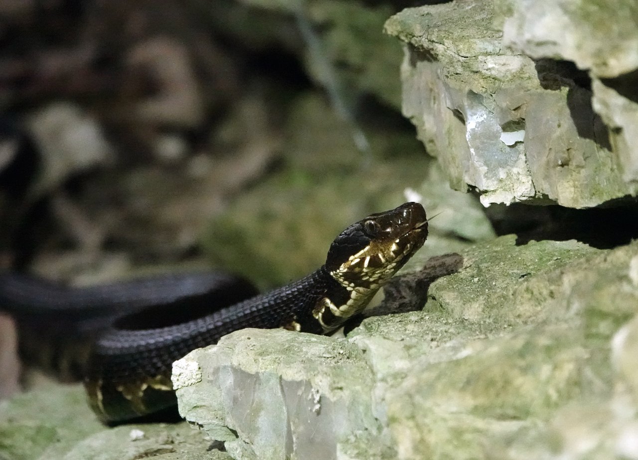 Snake Road in Shawnee National Forest in Early October - North America ...