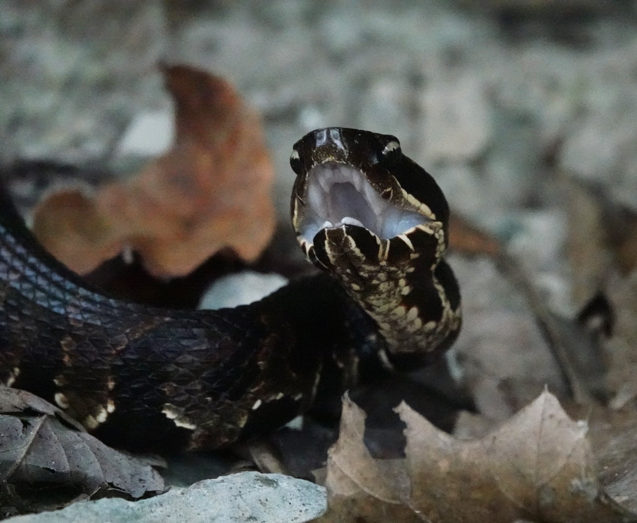 Snake Road in Shawnee National Forest in Early October - North America ...