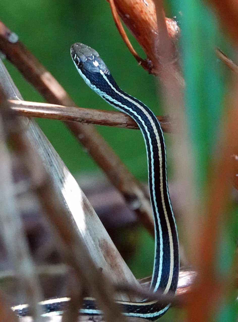 Snake Road in Shawnee National Forest in Early October - North America ...