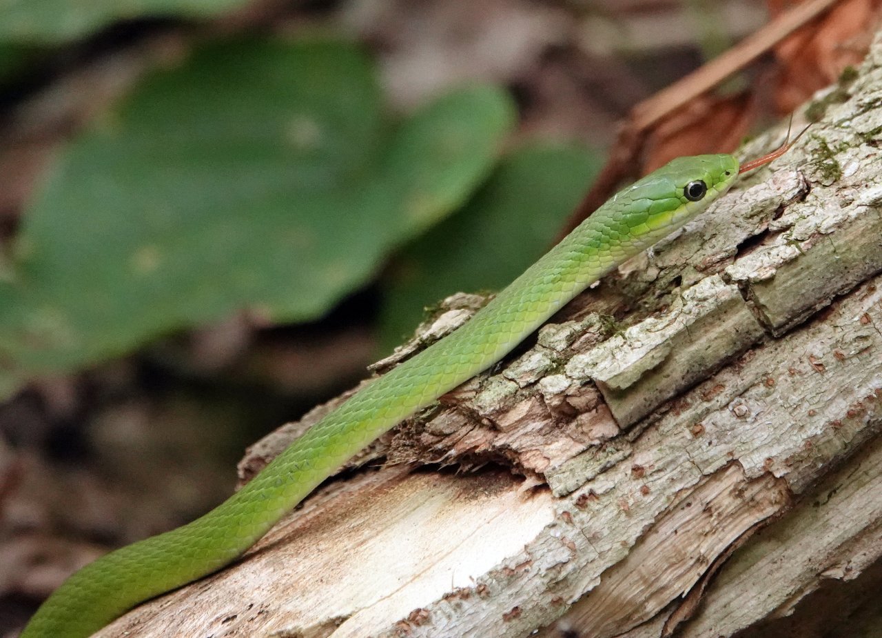Snake Road in Shawnee National Forest in Early October - North America ...